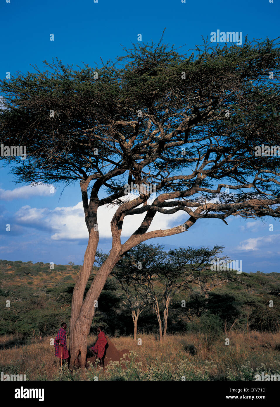 Tanzania, Serengeti National Park, UNESCO World Heritage, landscape ...