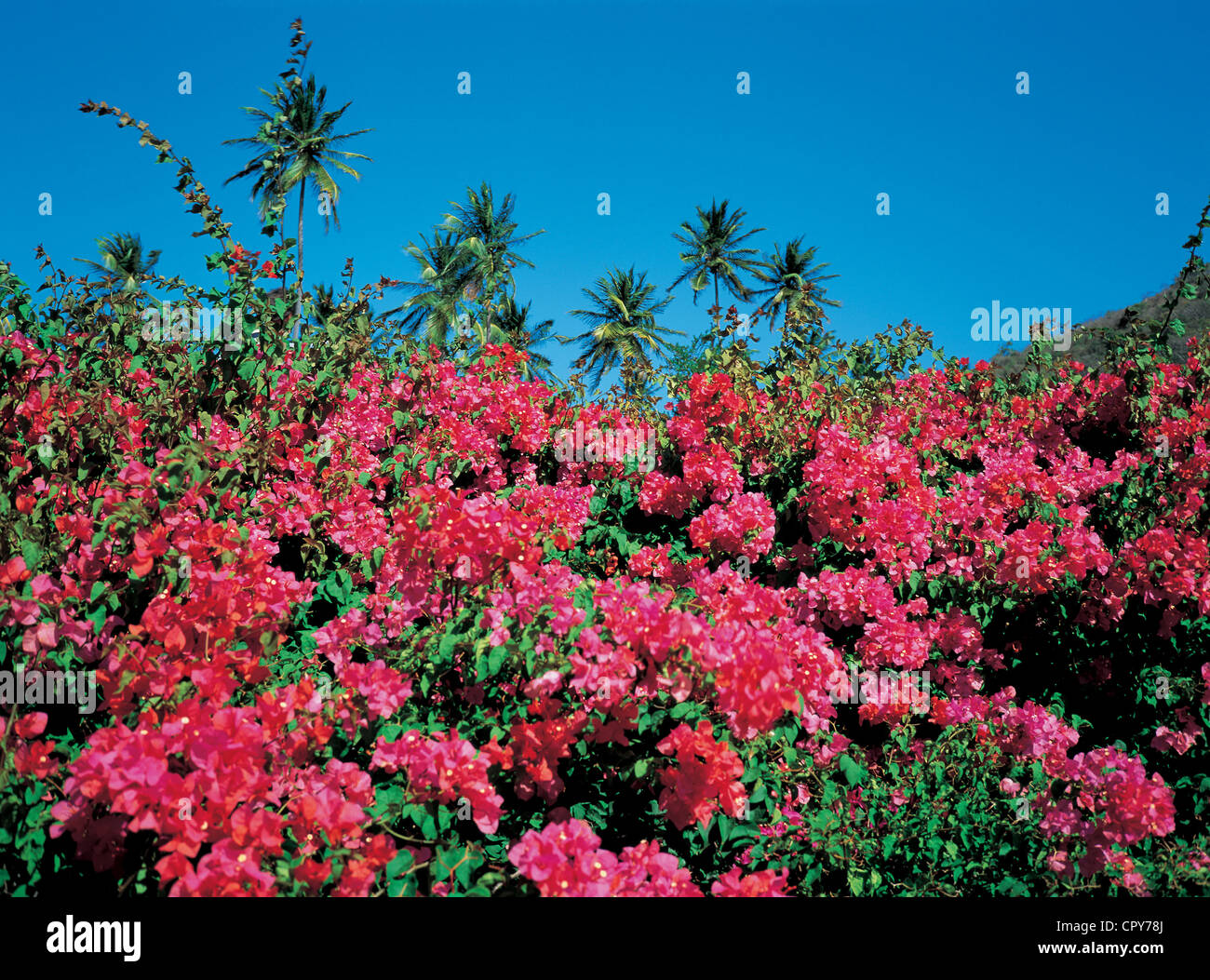 Grenada Island (British West Indies Stock Photo - Alamy