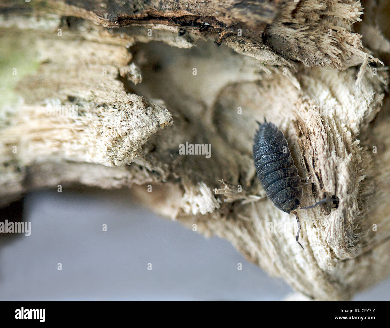 common wood louse on bark Stock Photo - Alamy