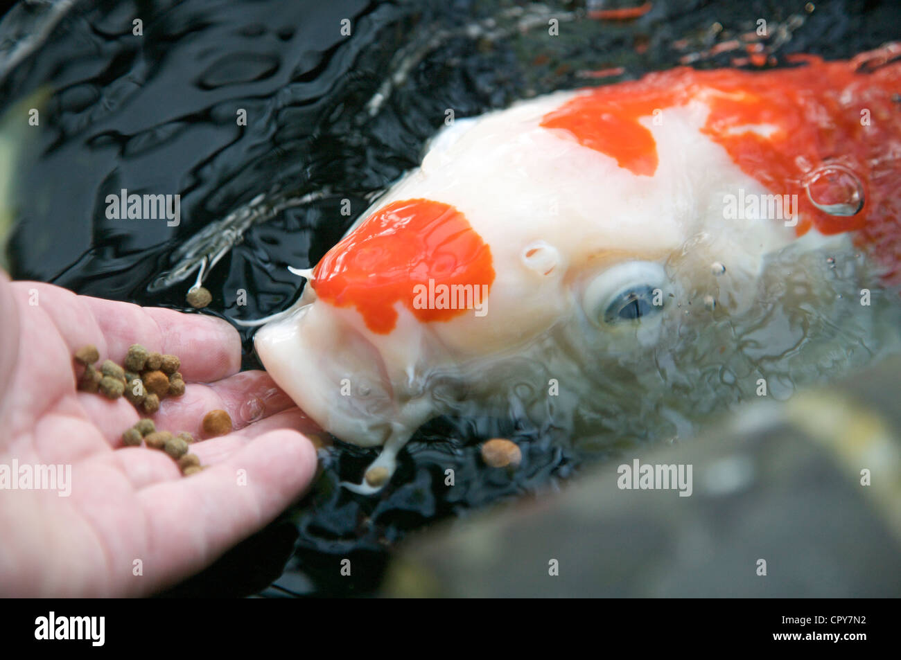 Koi fish kohaku hi-res stock photography and images - Alamy