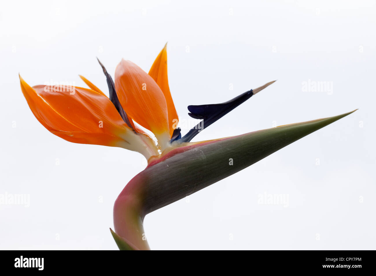 Crane Flower or Bird of Paradise flower, Strelitzie, Strelitzia reginae ...