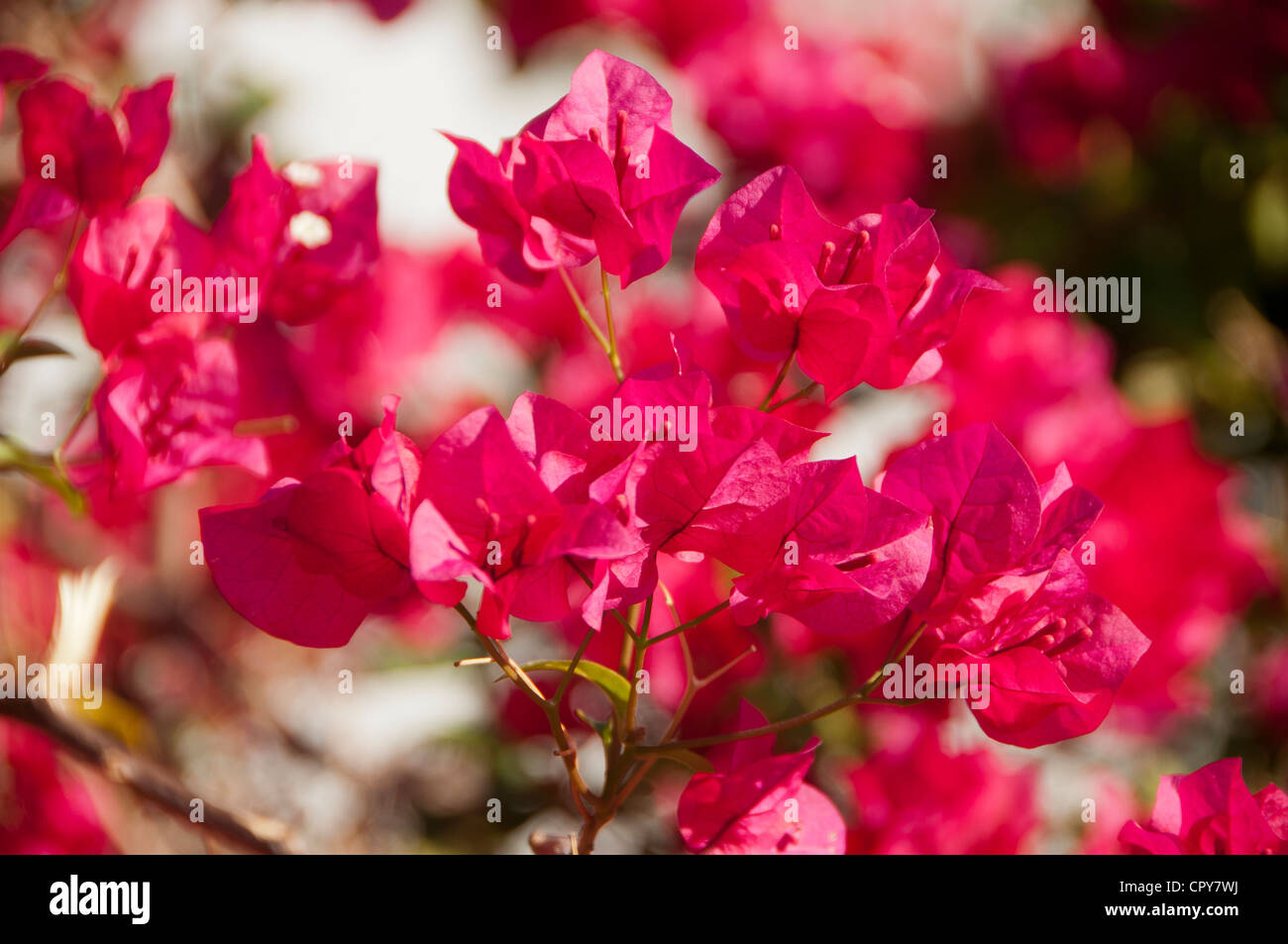 Tropical red flowers Stock Photo - Alamy