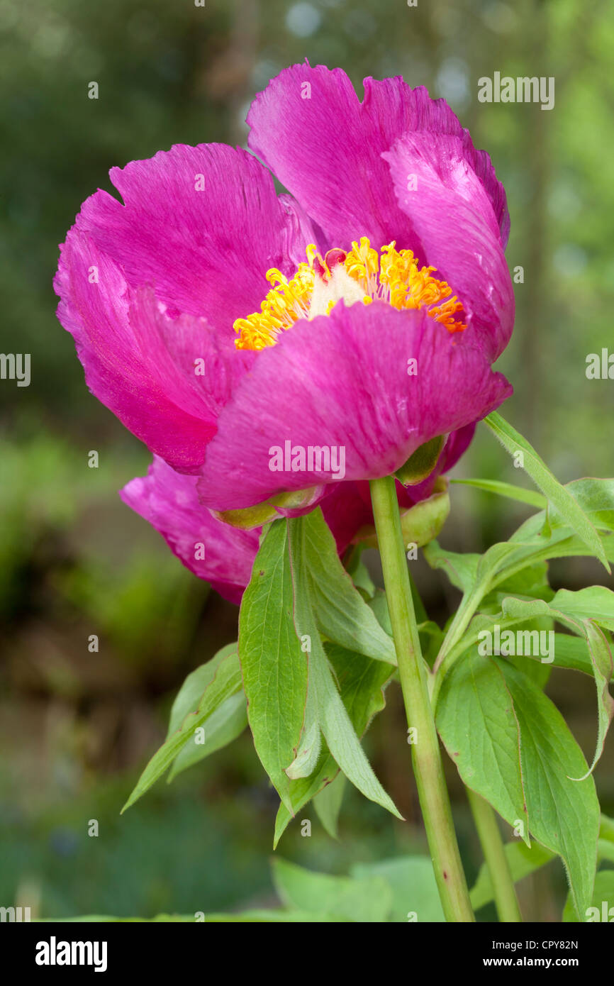 Paeony paeonies hi-res stock photography and images - Alamy