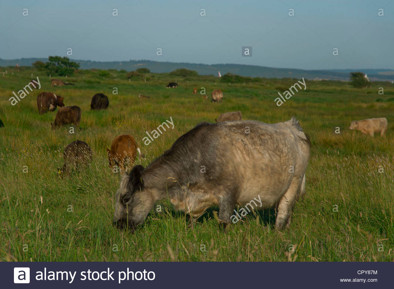 British Cattle Breed Stock Photos & British Cattle Breed Stock Images ...