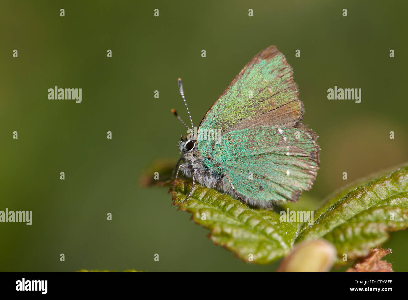 Butterfly dorset uk hi-res stock photography and images - Alamy