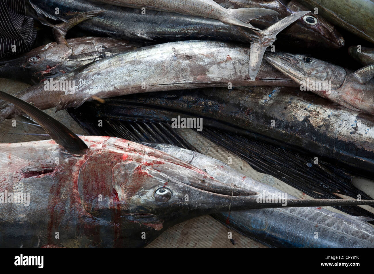 Marlin fish caught in a fishing competition in La Digue Island ...