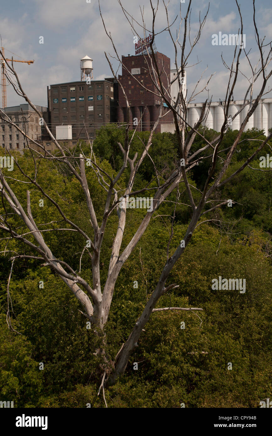 Trees overlooking factory District in Minneapolis Minnesota Stock Photo ...