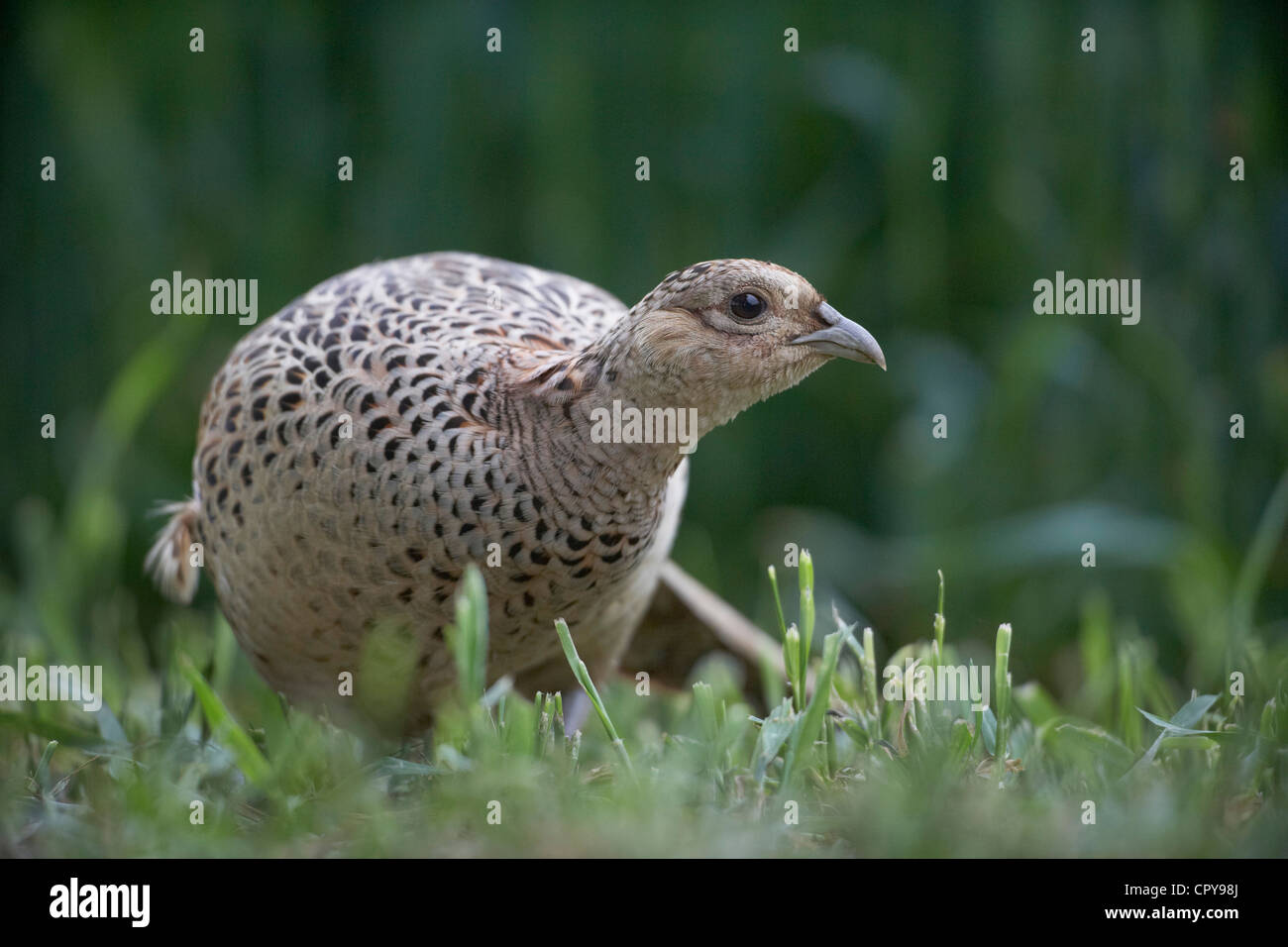 Adult female pheasant hi-res stock photography and images - Alamy