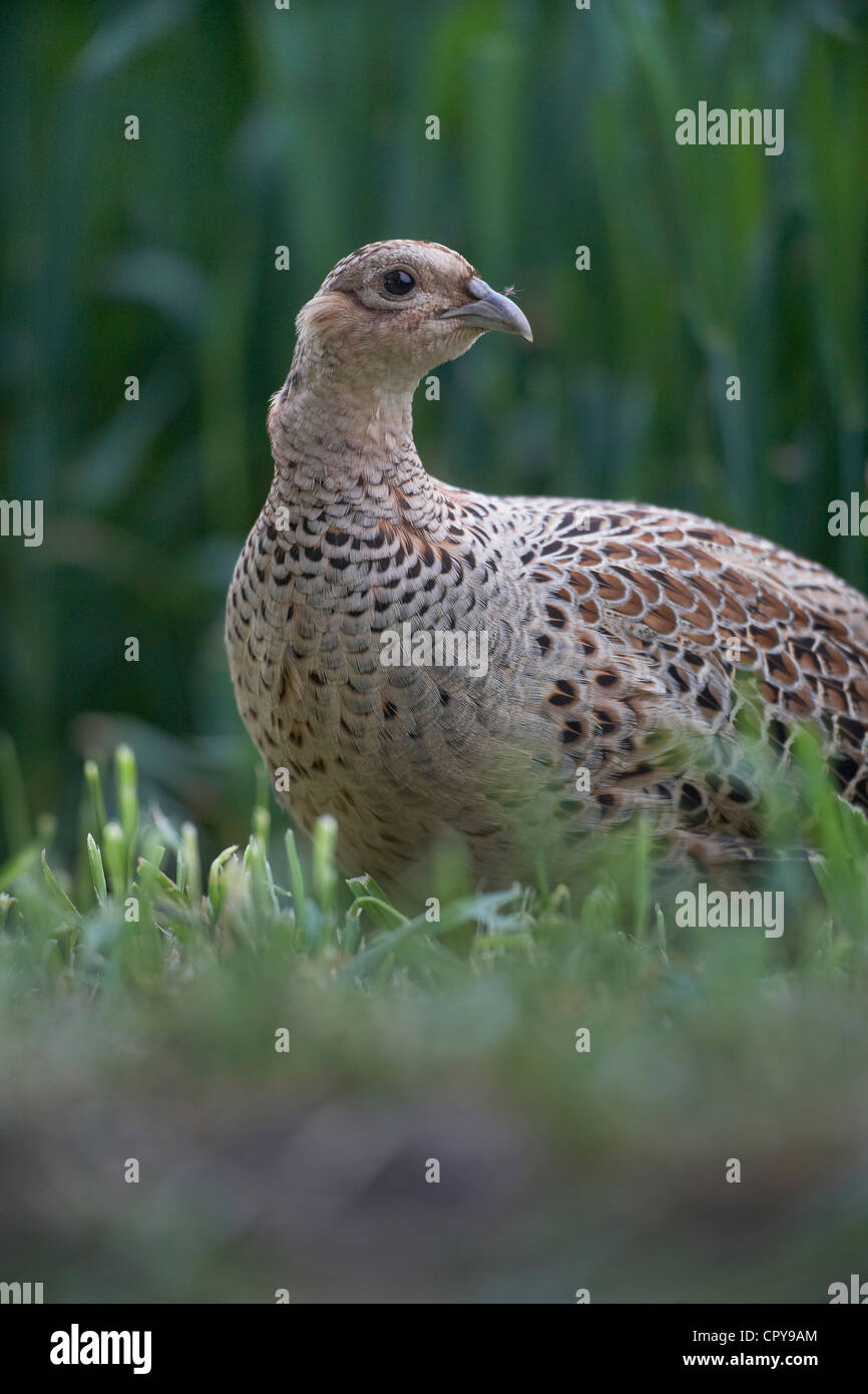 Female pheasant uk hi-res stock photography and images - Alamy