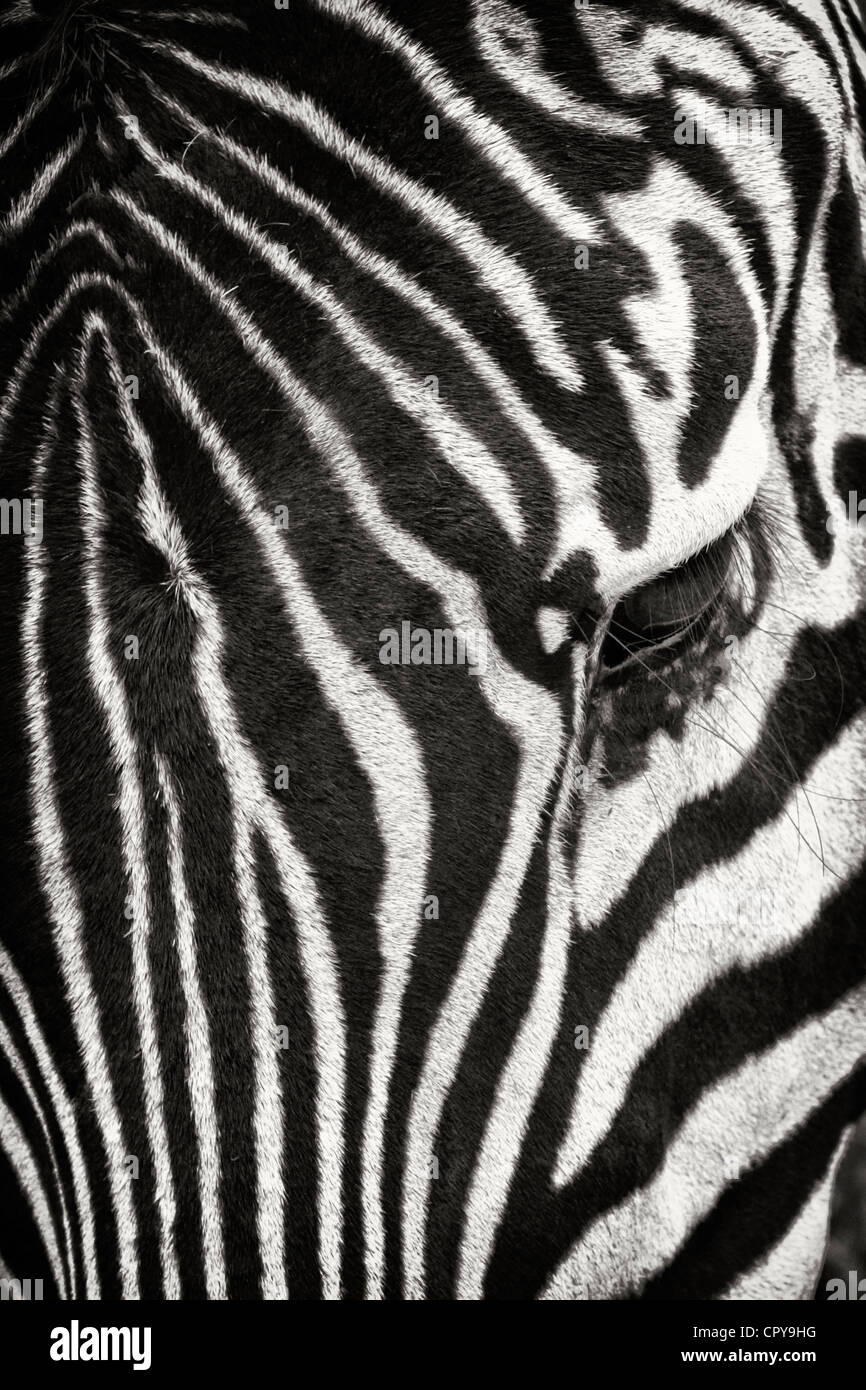 Zebra Face High Resolution Stock Photography and Images - Alamy
