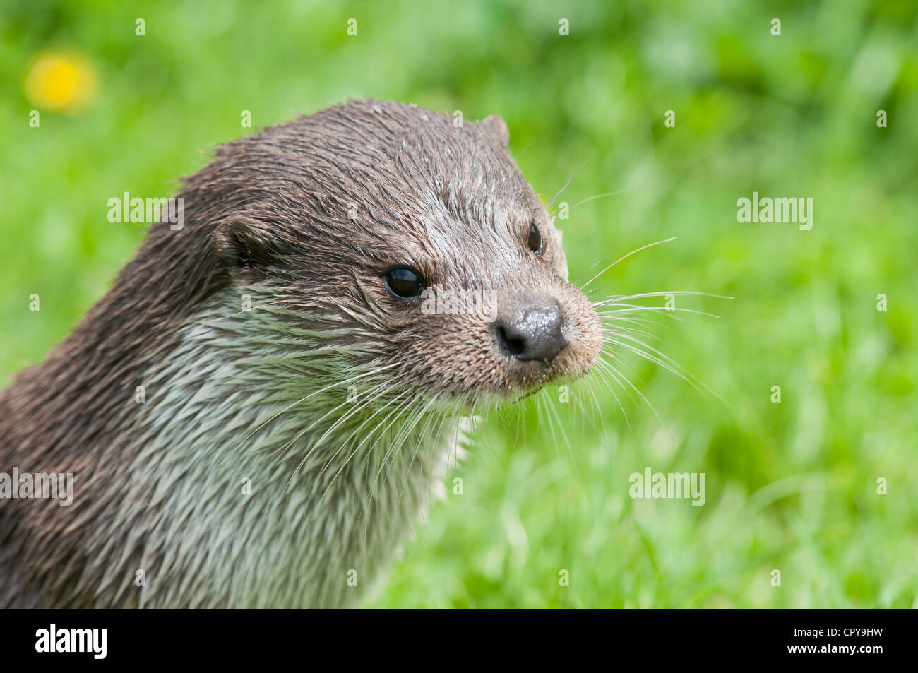 Otter (Lutra lutra Stock Photo - Alamy