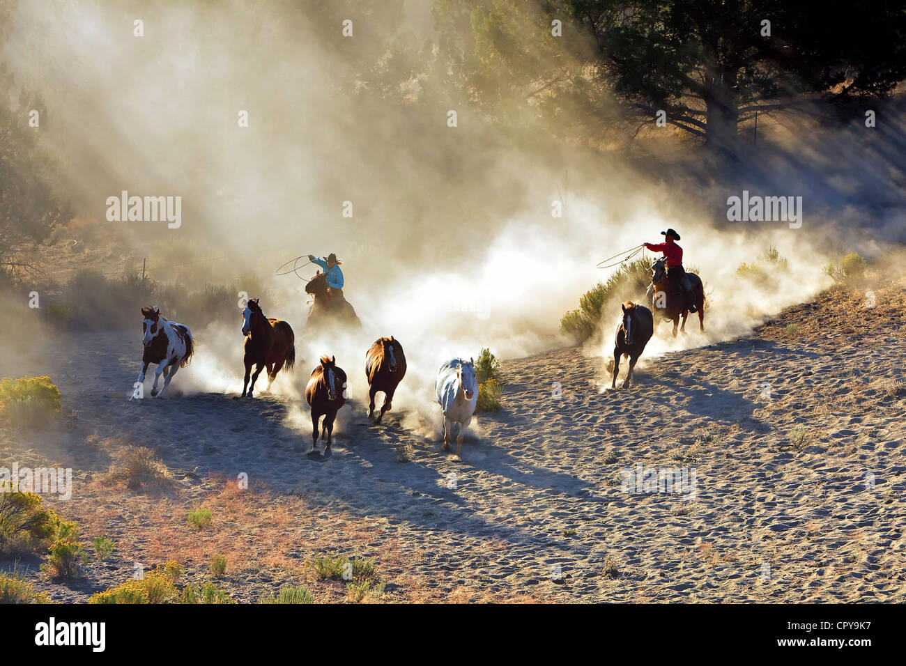 Cowboy horse round up hi-res stock photography and images - Alamy