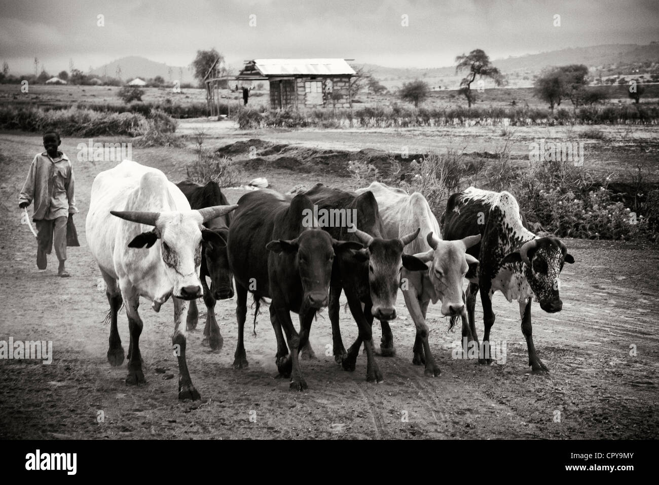 Boy herding cows hi-res stock photography and images - Alamy