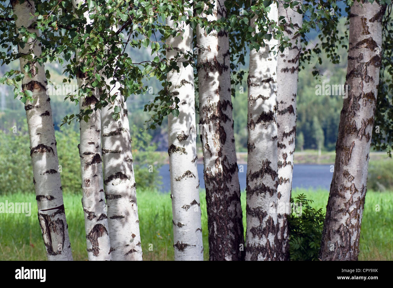 Birch Grove in Norway forests Stock Photo - Alamy