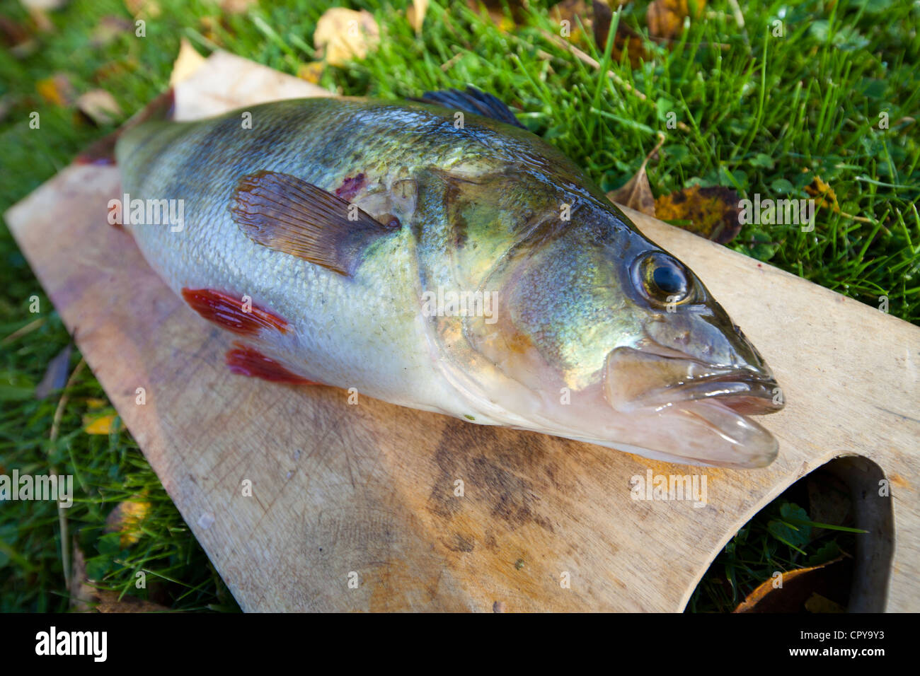 Perch Freshwater Fish High Resolution Stock Photography and Images - Alamy
