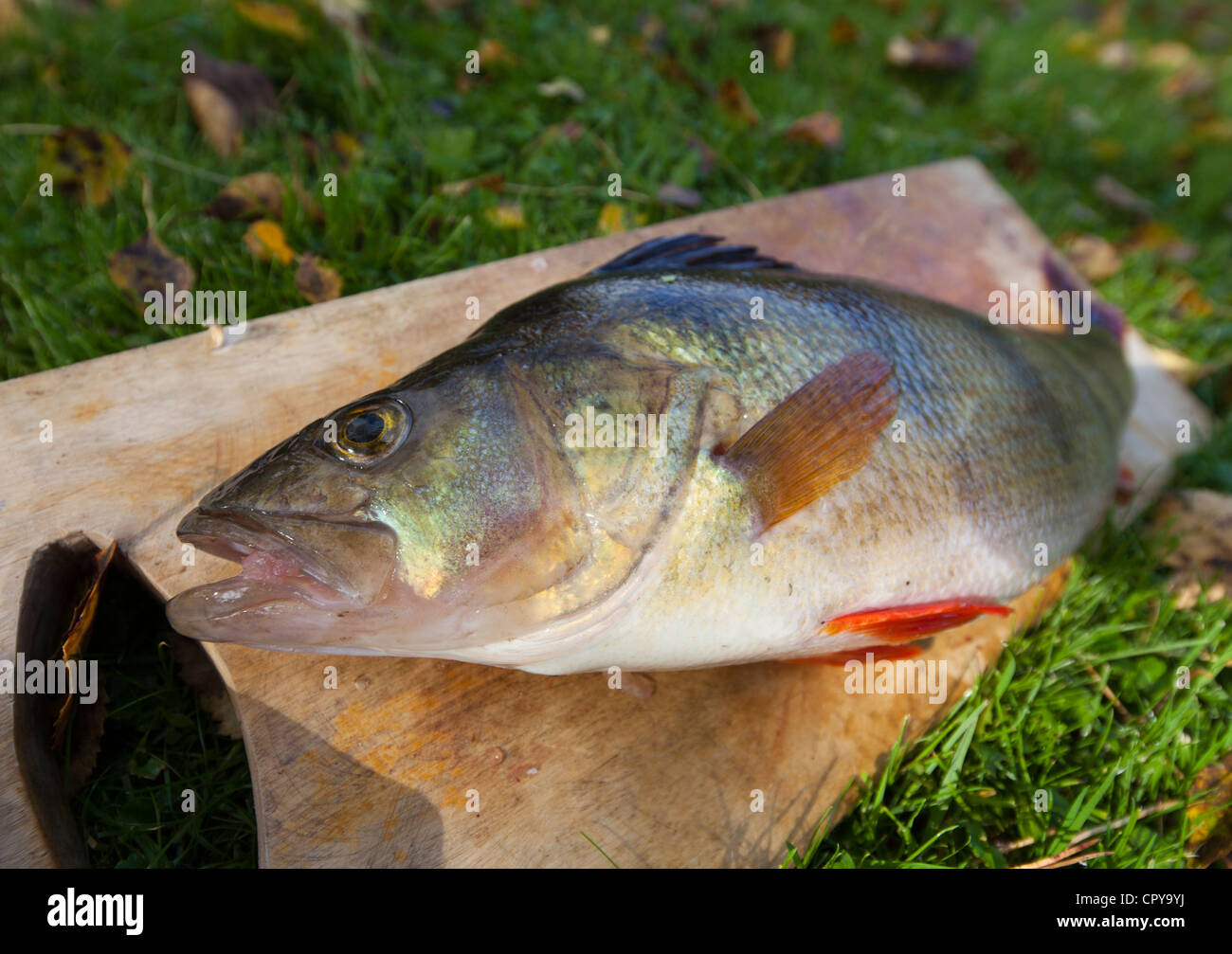 Isolated closeup of a 1.1 kg European freshwater perch ( perca ...