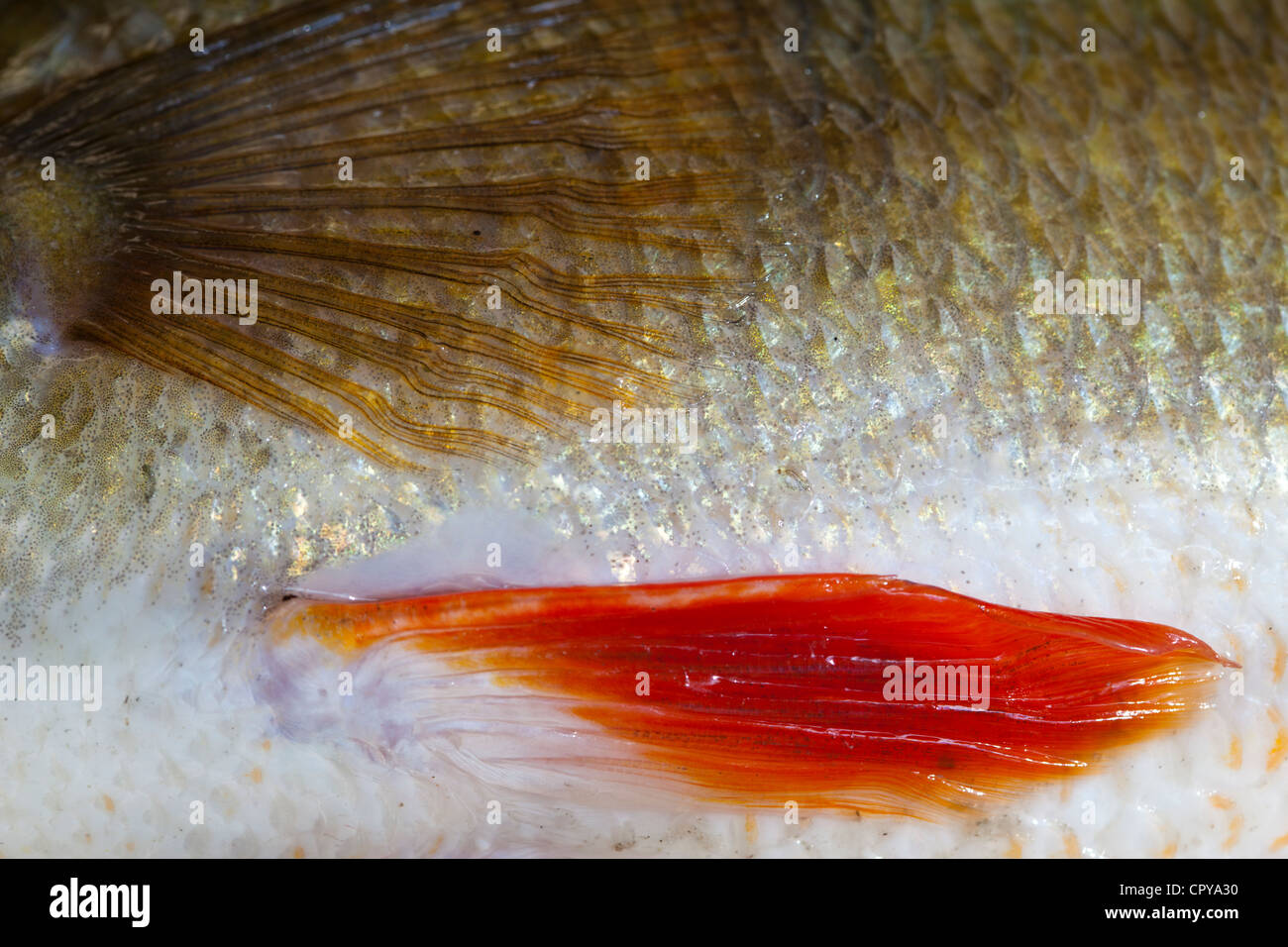 Fish Scale Skin High Resolution Stock Photography and Images - Alamy