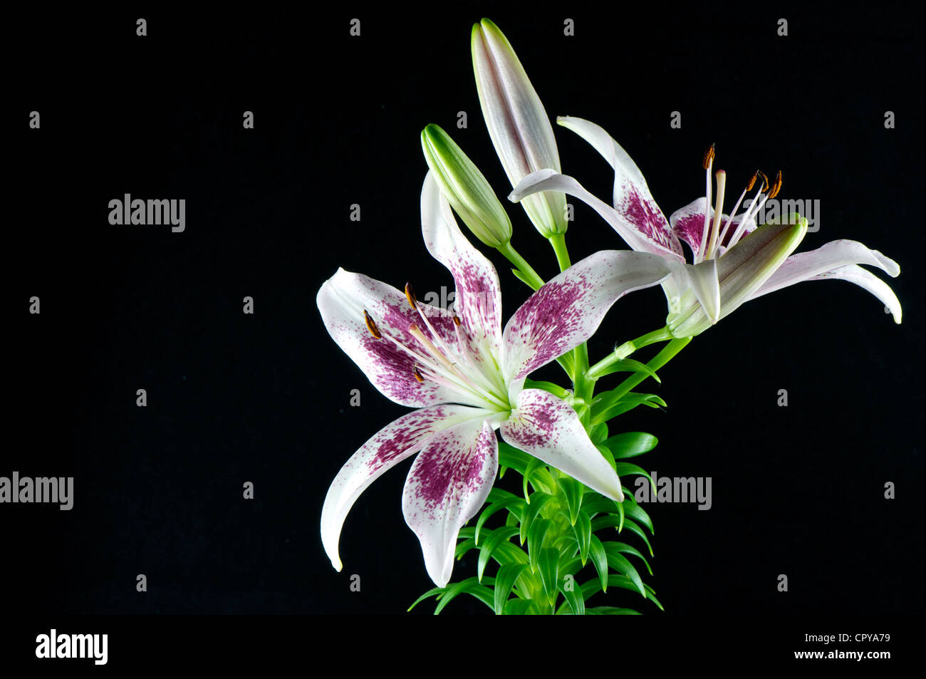 purple lily in blooming shot by a closeup lens Stock Photo - Alamy