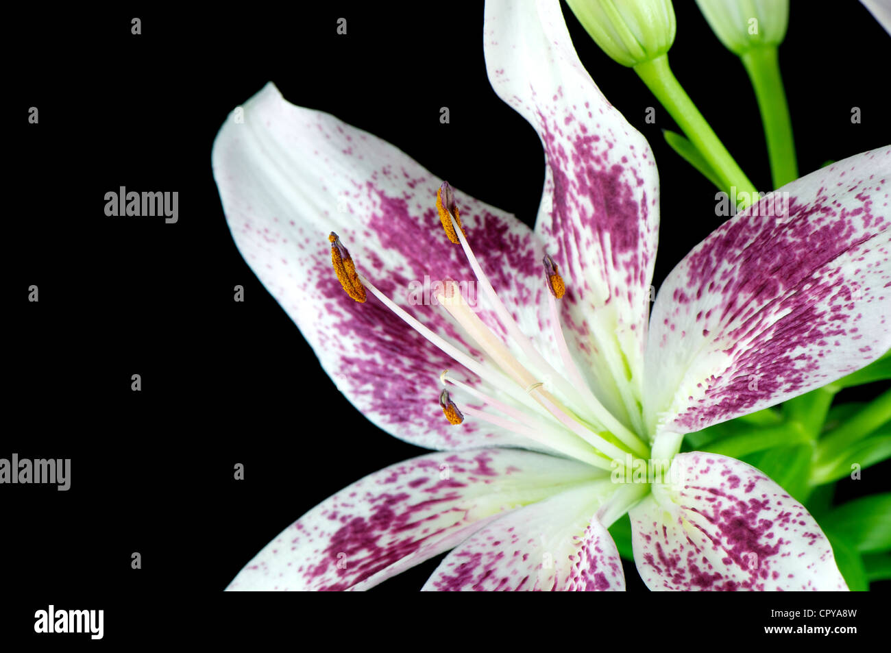 Closeup shot pink lily hi-res stock photography and images - Alamy
