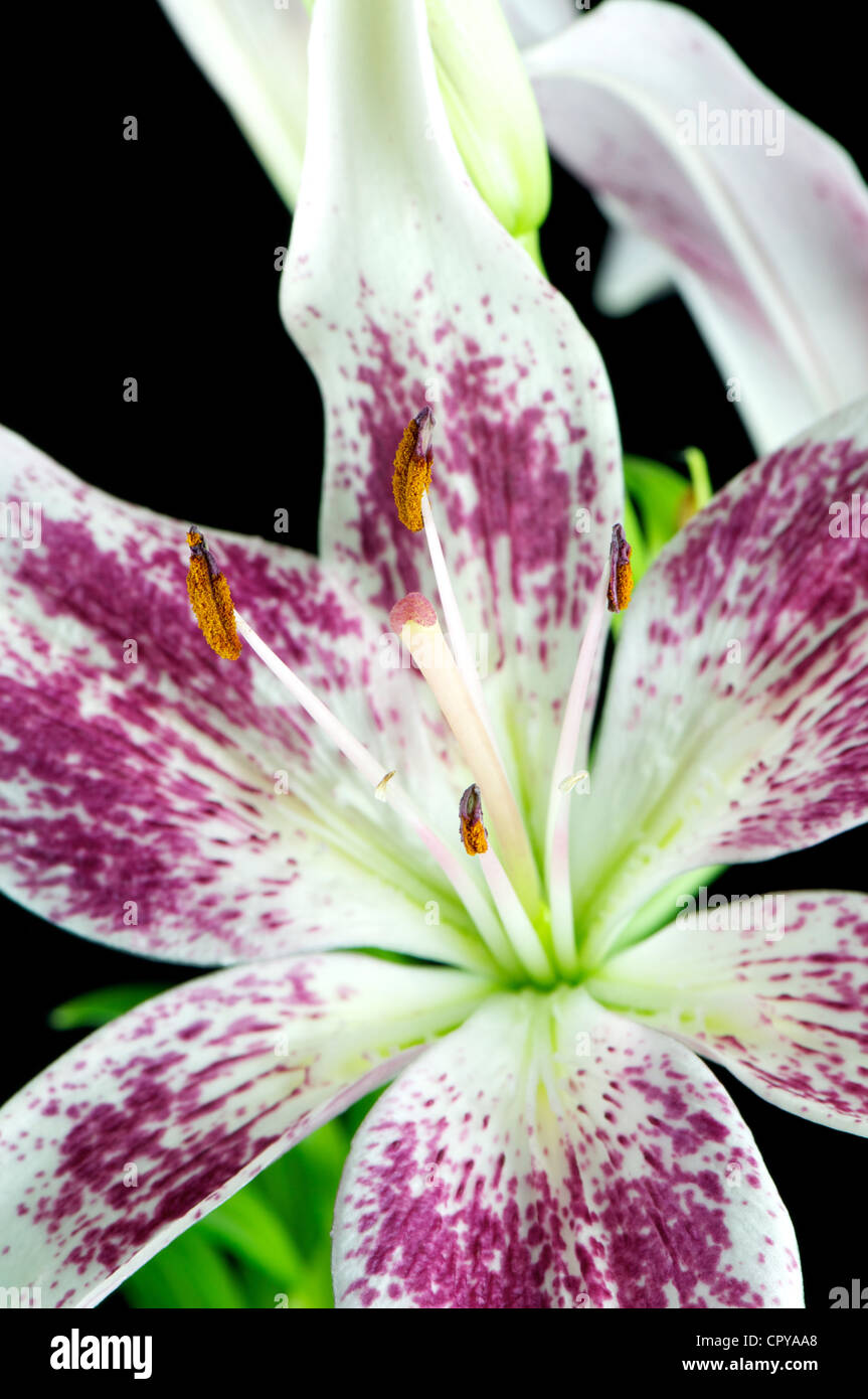 purple lily in blooming shot by a closeup lens Stock Photo - Alamy