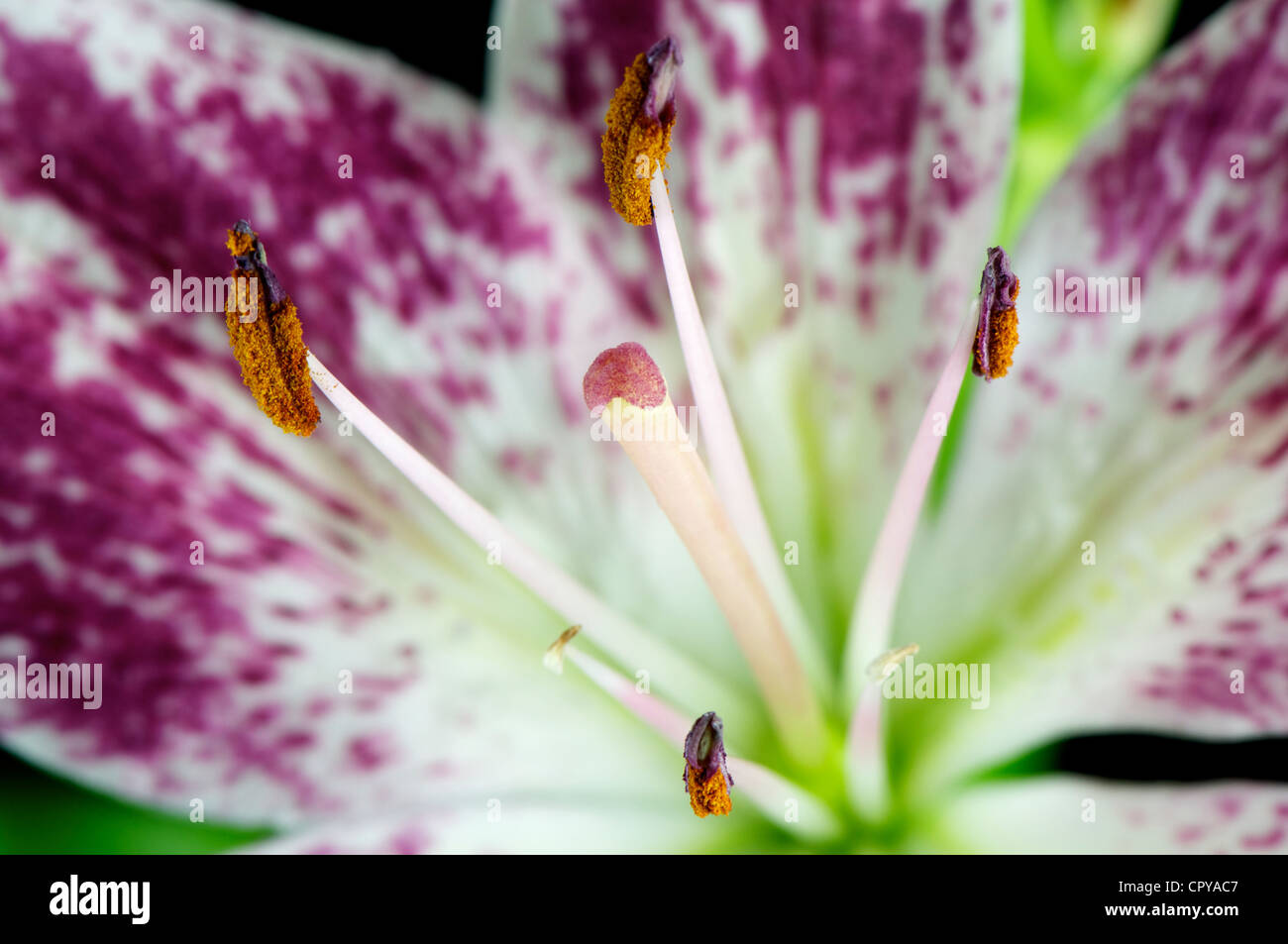 purple lily in blooming shot by a closeup lens Stock Photo - Alamy