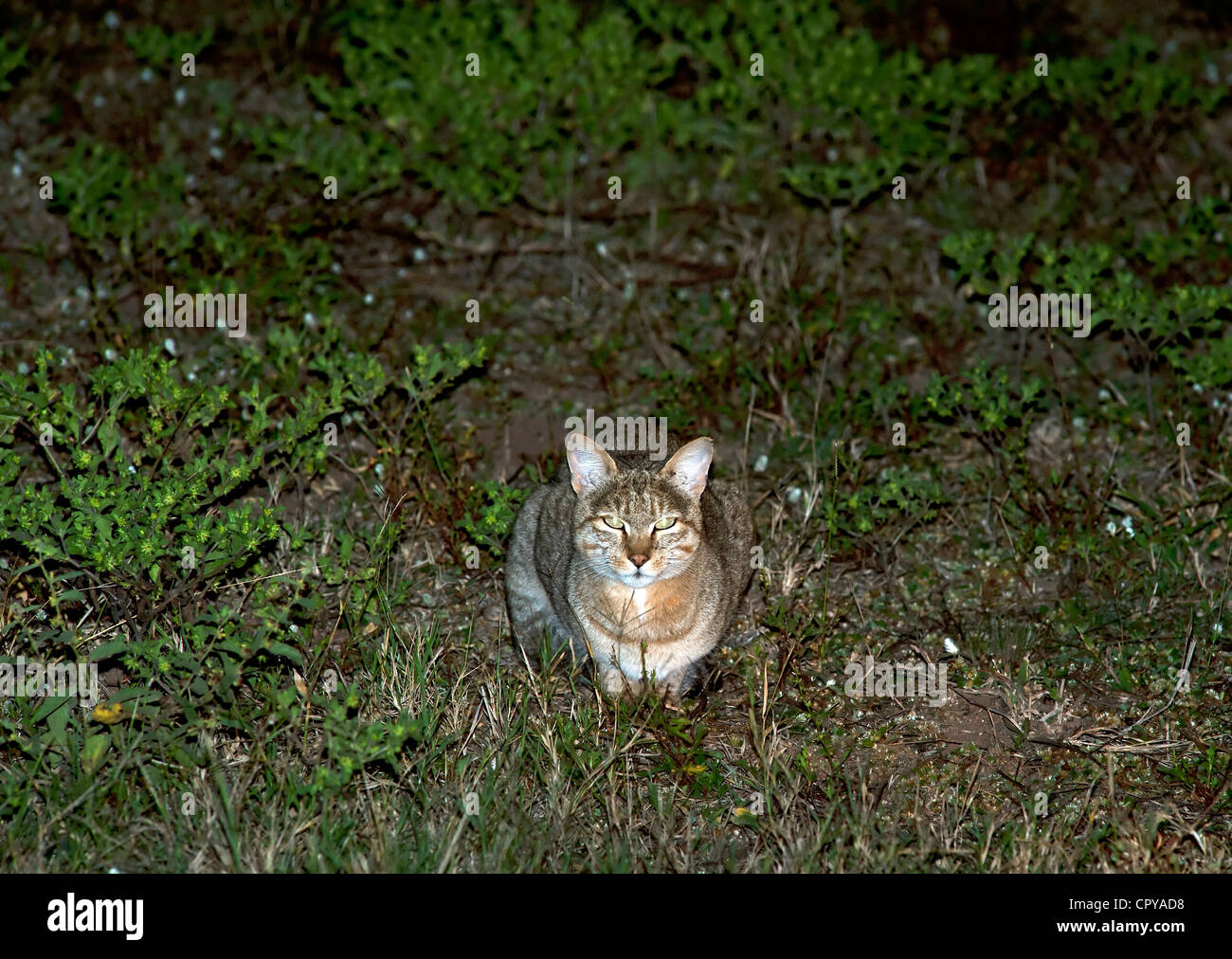African Wild Cat, Felis silvestris lybica, in Sabi Sand Game Reserve ...