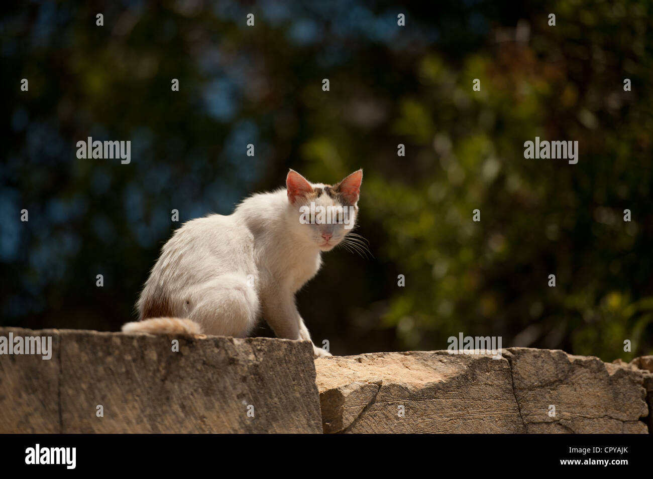 Cat on Wall Stock Photo - Alamy