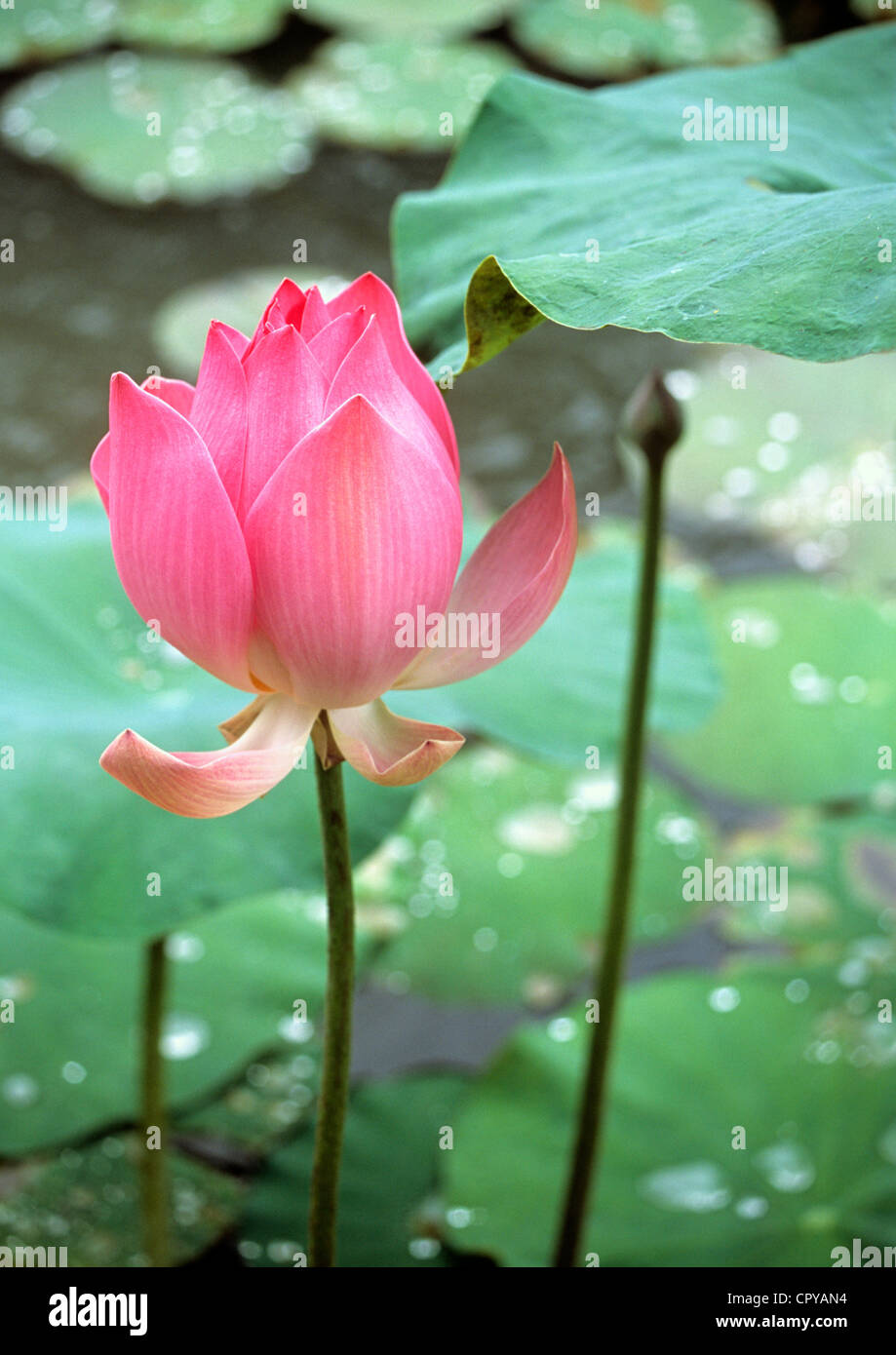 Indonesia, Bali, lotus Stock Photo - Alamy