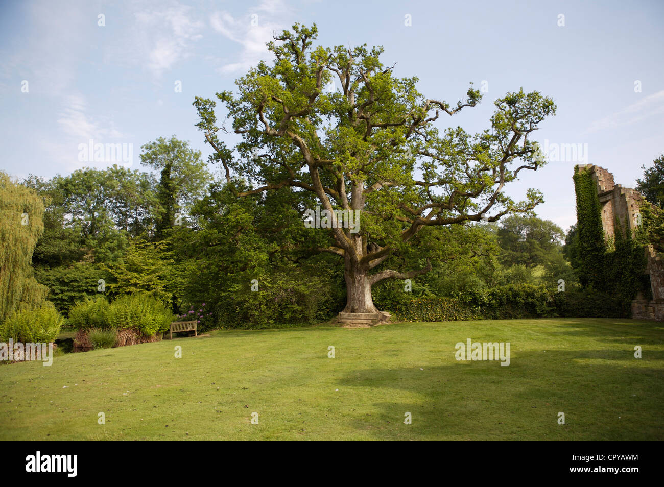 Large Oak tree at Scotney Castle Stock Photo - Alamy