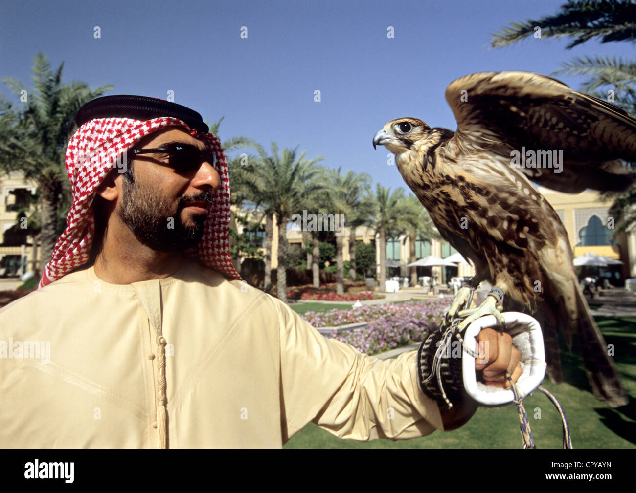 Shaheen falcon hi-res stock photography and images - Alamy