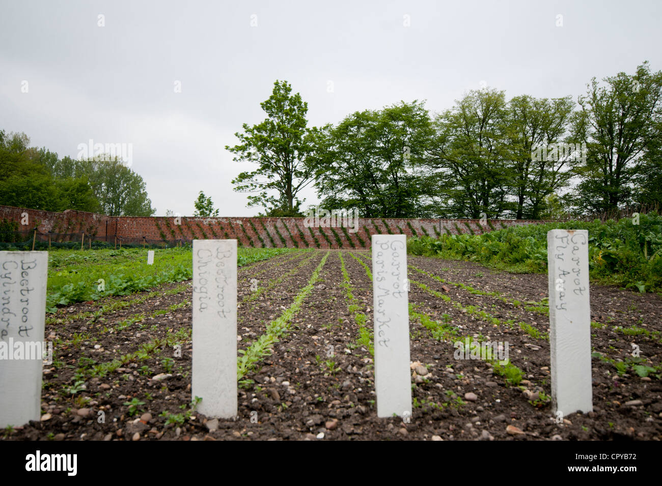 Rows of seedlings with labels Stock Photo - Alamy