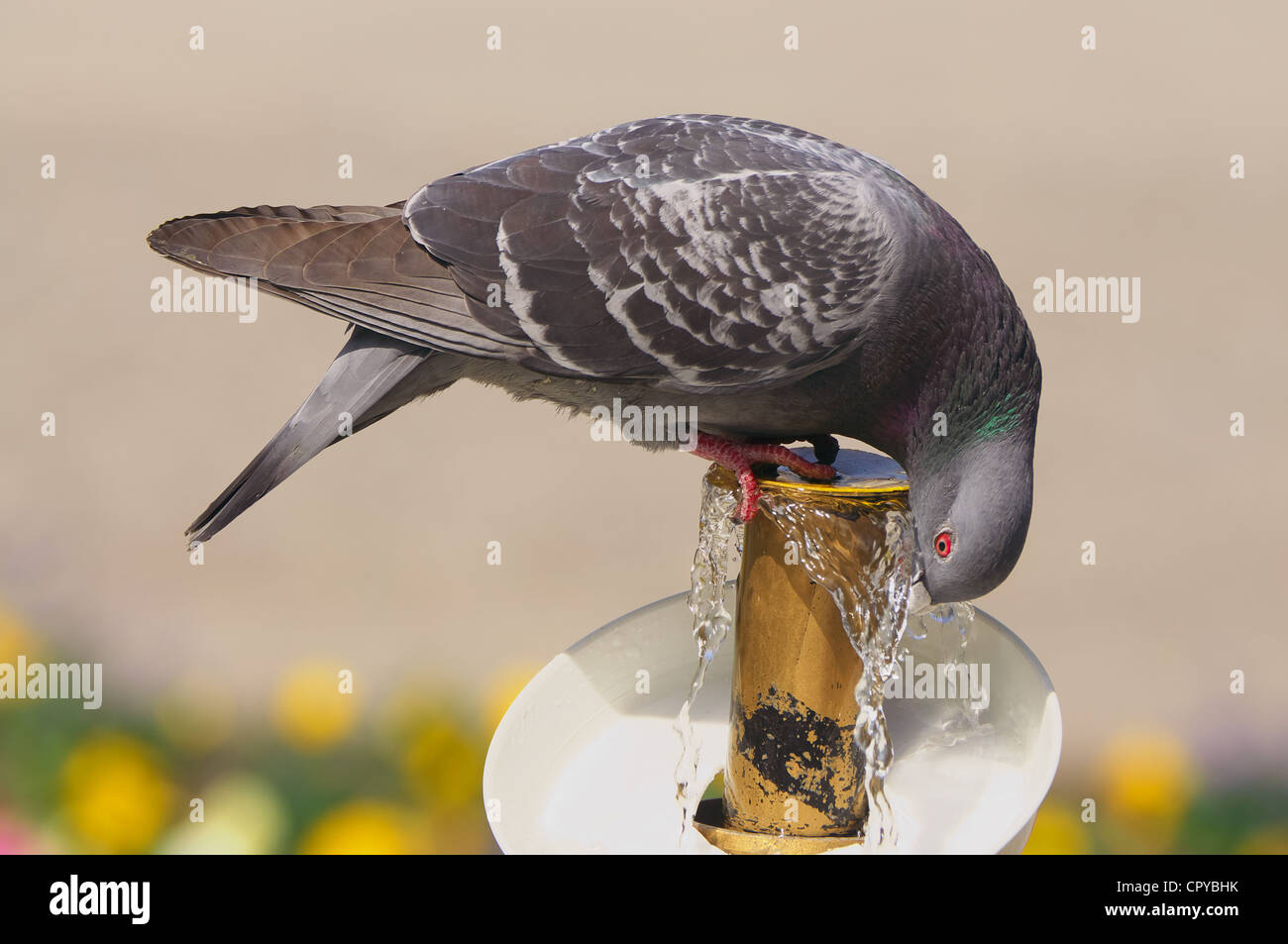 Dove drinks hi-res stock photography and images - Alamy