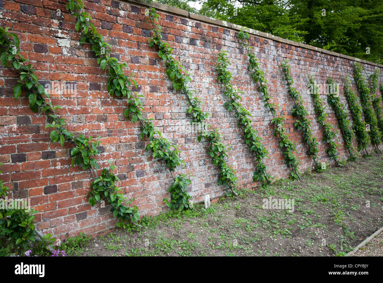 Cordon apple tree growing in a country walled garden Stock Photo - Alamy