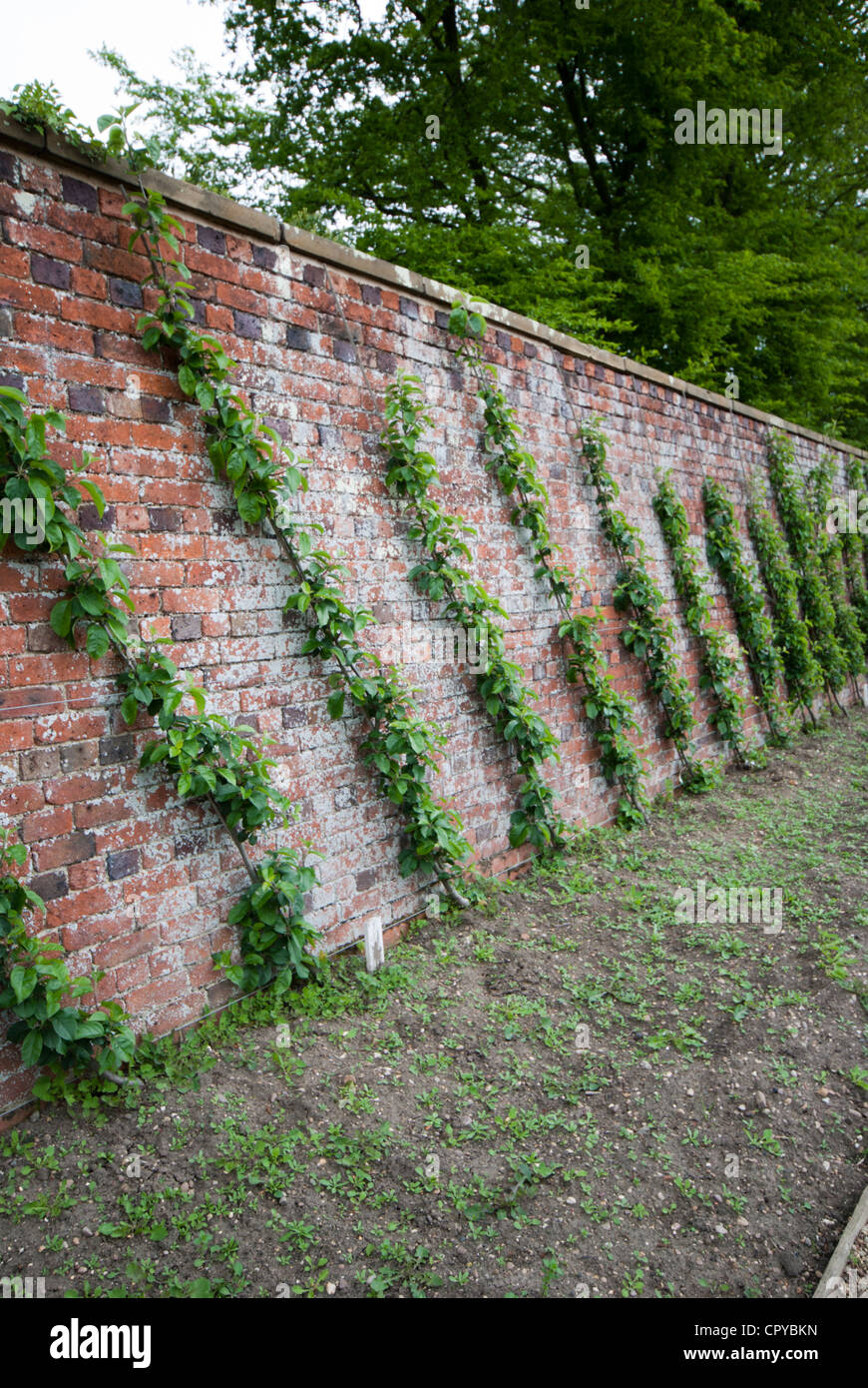 Cordon apple tree growing in a country walled garden Stock Photo - Alamy