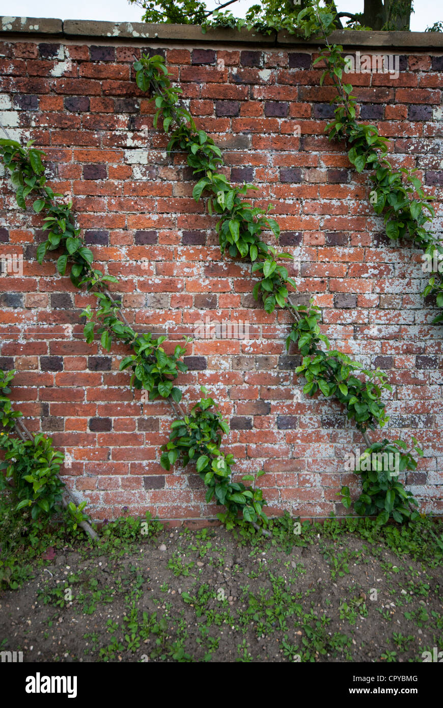 Cordon Trained Apple Tree High Resolution Stock Photography and Images ...