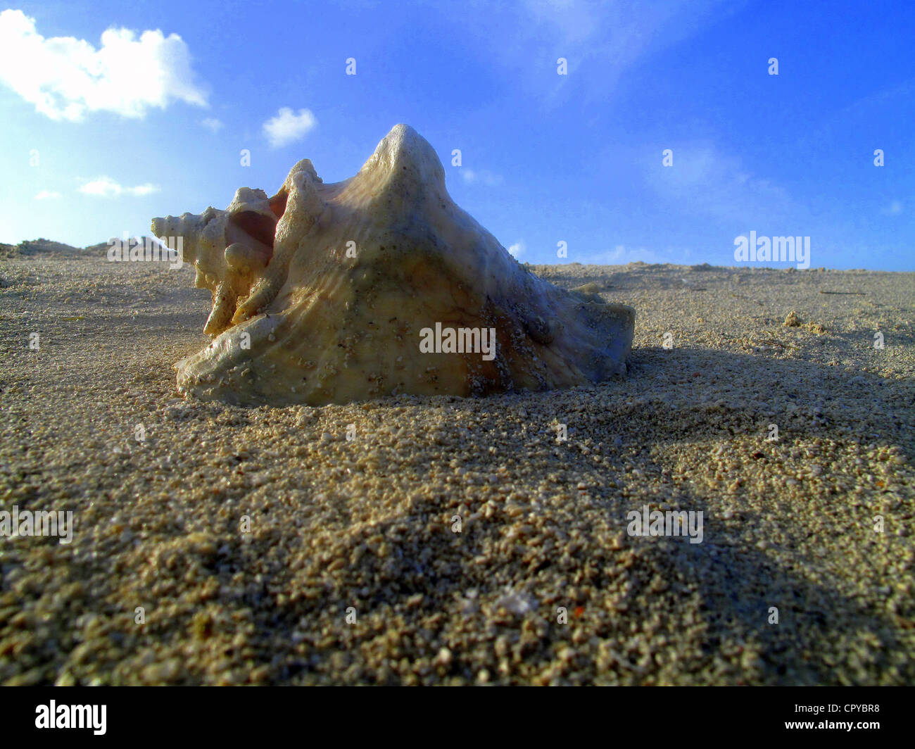 Conch shell sandy beach hi-res stock photography and images - Alamy