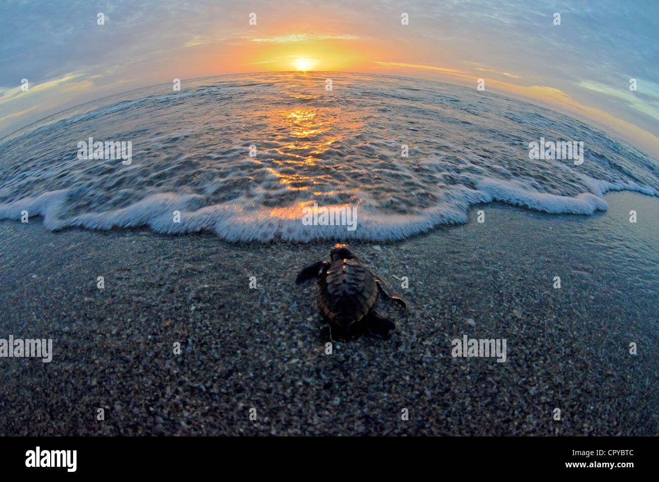 This is a photo I took of loggerhead sea turtles hatching from the sand ...