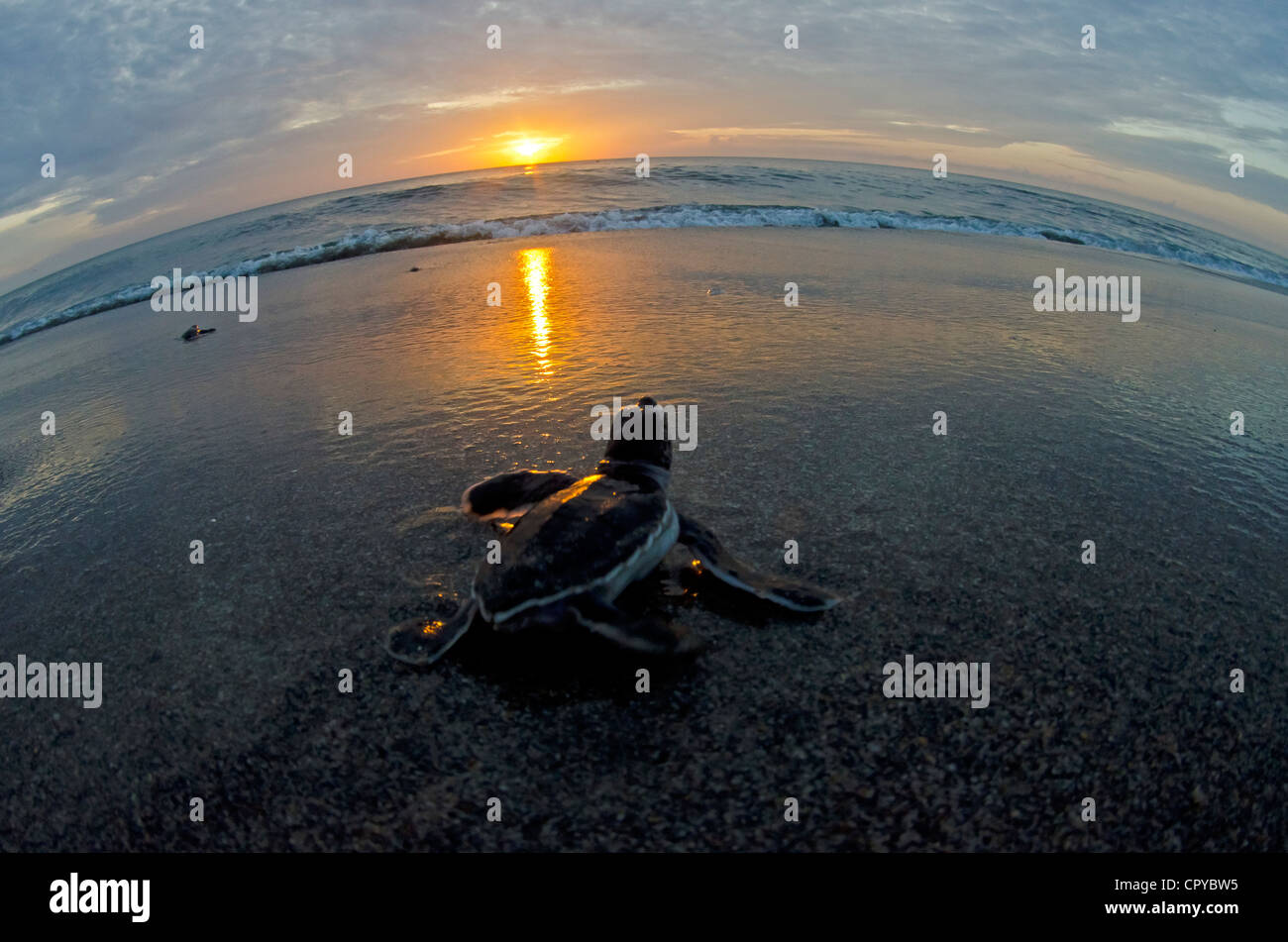 Rehabilitated Green Sea Turtle Released Off Florida Keys
