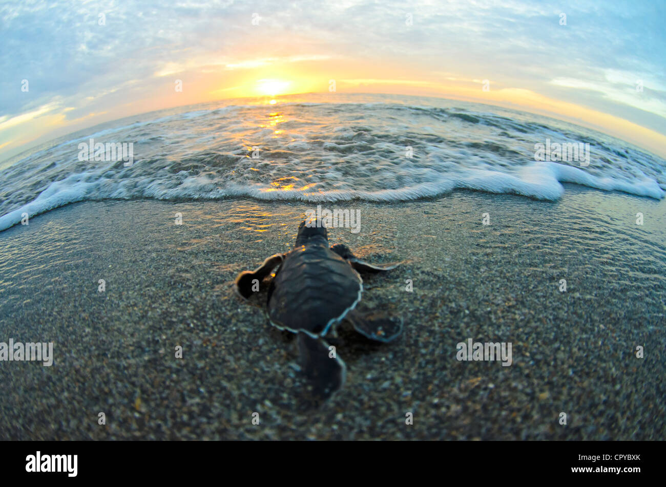 Baby sea turtle florida hi-res stock photography and images - Alamy