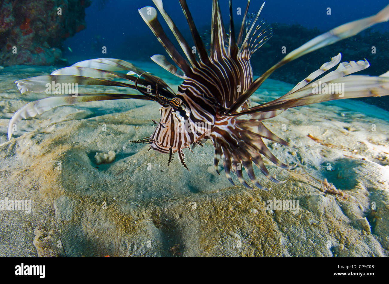 Lionfish photography hi-res stock photography and images - Alamy