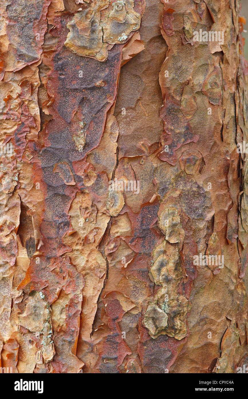 Acer Griseum Tree High Resolution Stock Photography and Images - Alamy
