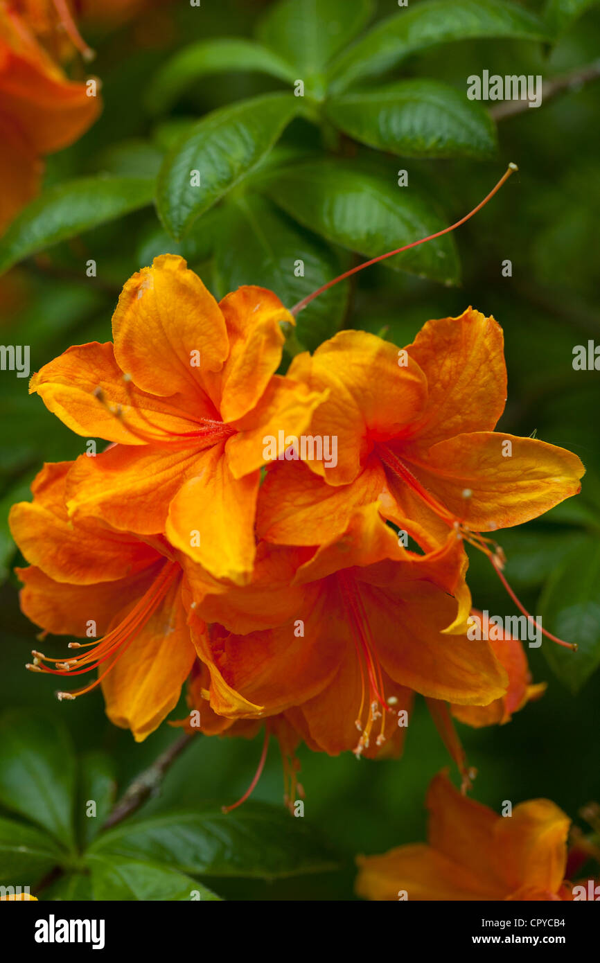 Rhododendron arborescens hi-res stock photography and images - Alamy