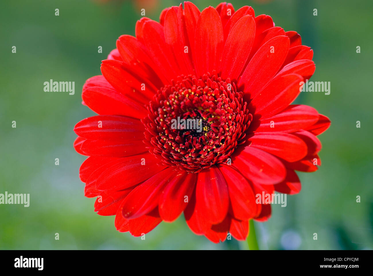 Close-up of Gerbera also known as African Daisy, Transvaal Daisy, and ...