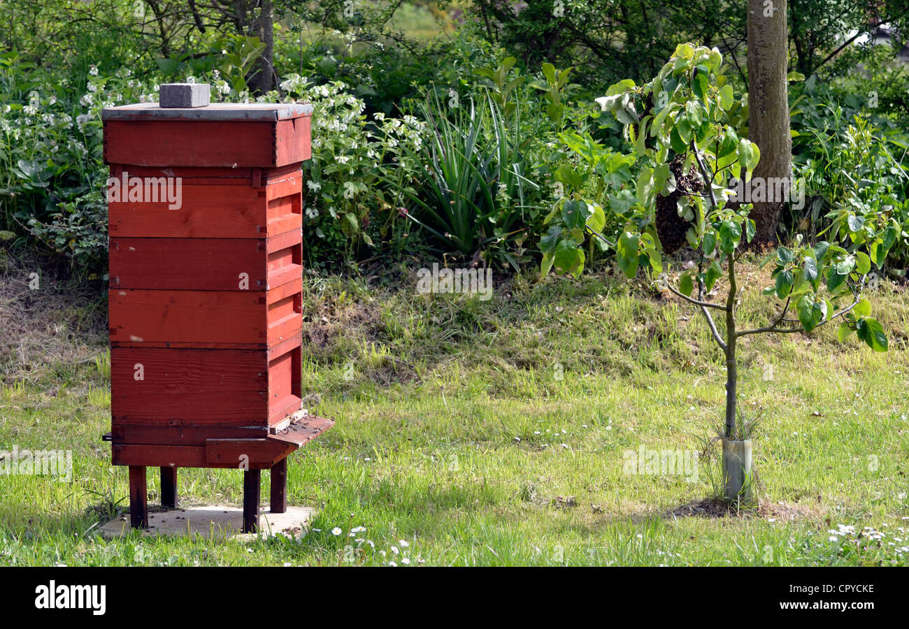 national beehive next to quince tree with bee swarm attached Stock ...