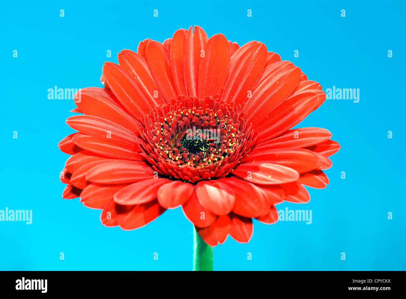 Close-up of Gerbera also known as African Daisy, Transvaal Daisy, and ...