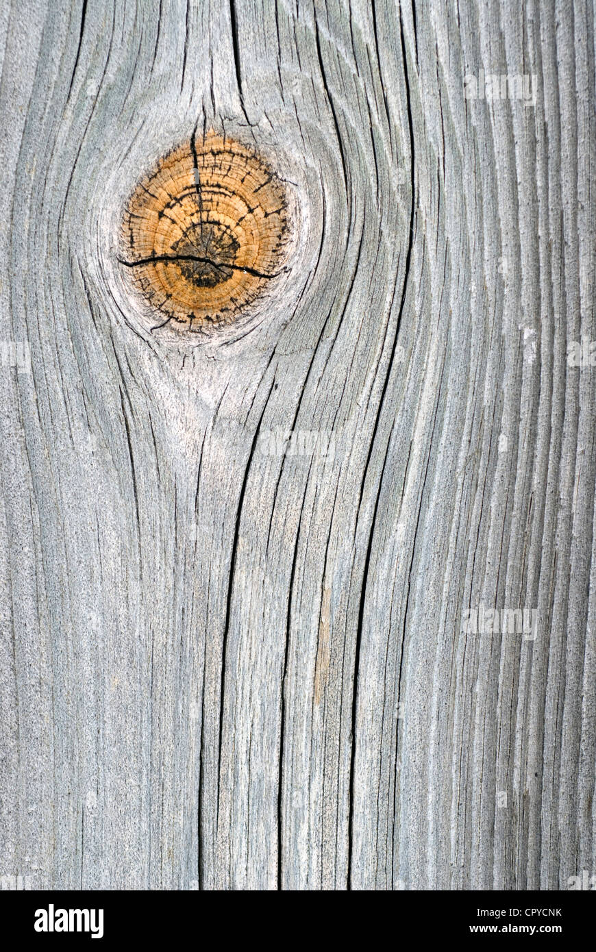 Silver oak hi-res stock photography and images - Alamy