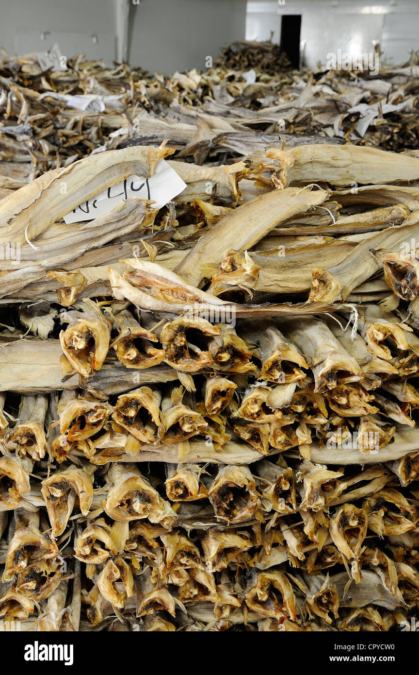 Lofoten norway dried cod hi-res stock photography and images - Alamy