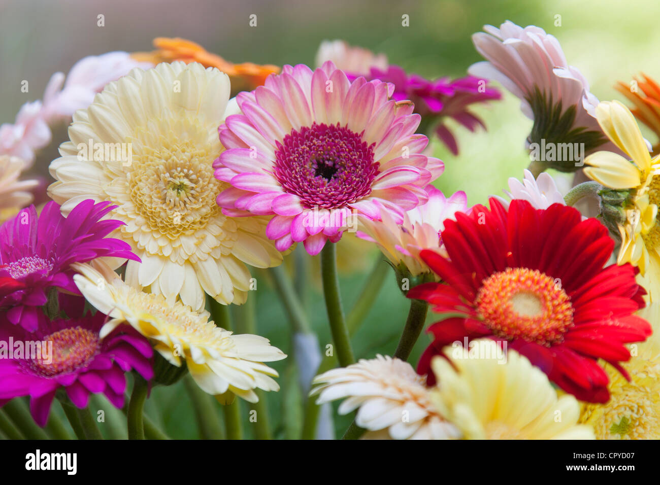 Cream color gerbera flower hi-res stock photography and images - Alamy