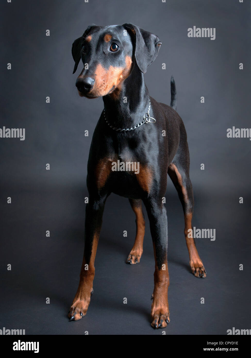 Doberman standing hi-res stock photography and images - Alamy