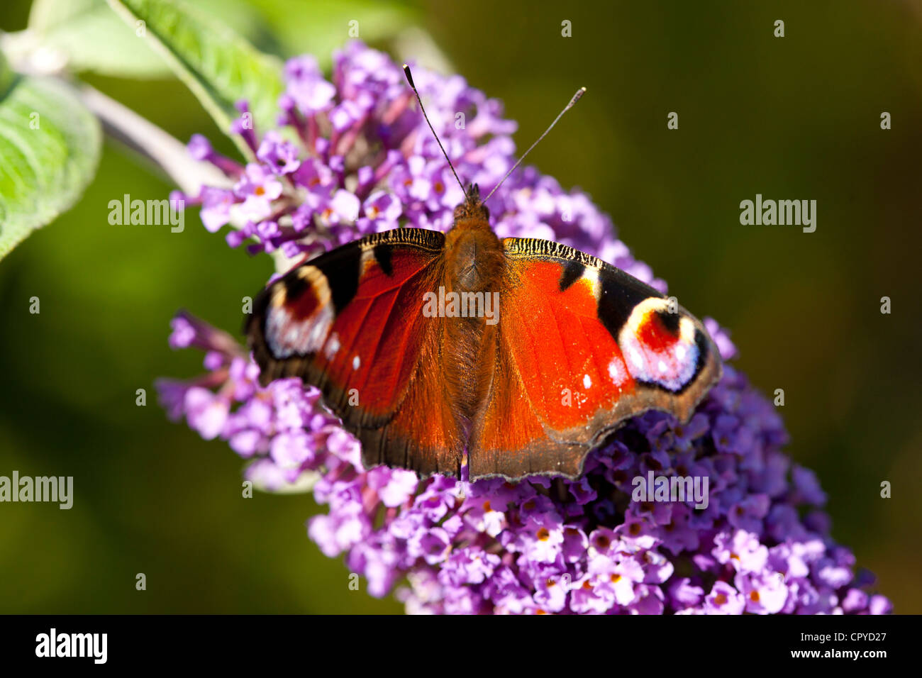 English butterflies hi-res stock photography and images - Alamy